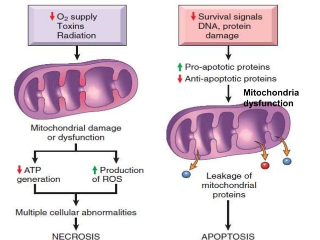 cell injury and necrosis mechanism Pathology.ppt