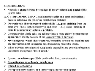 cell injury and necrosis mechanism Pathology.ppt