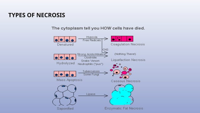 CELL INJURY, APOPTOSIS AND NECROSIS.pptx