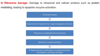 Cell injury bkg.pptx Bulet kumar gupta Pathophysiology | PPTX ...