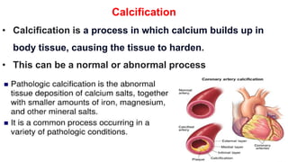 Cell injury bkg.pptx Bulet kumar gupta Pathophysiology | PPTX ...