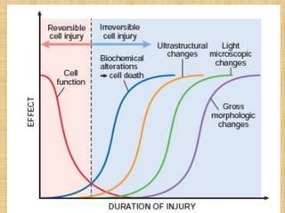 Cell injury causes and overview of cell injury and cell death lect 4 ...