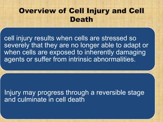 Cell injury causes and overview of cell injury and cell death lect 4 ...