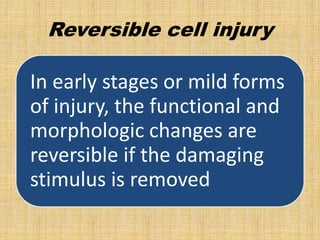 Cell injury causes and overview of cell injury and cell death lect 4 ...