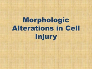 Cell injury causes and overview of cell injury and cell death lect 4 ...