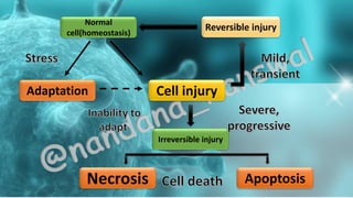 Cell injury & cell adaptation | PPT