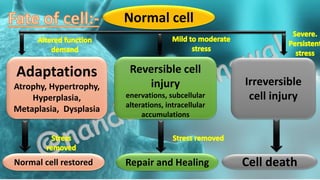 Cell injury & cell adaptation | PPT