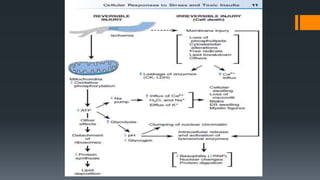 Cell injury cell swelling necrosis fatty change | PPTX