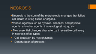 Cell injury cell swelling necrosis fatty change | PPTX