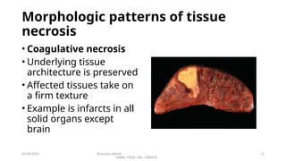 Histopathology: Cell injury, death and adaptation lecture-1 | PPTX