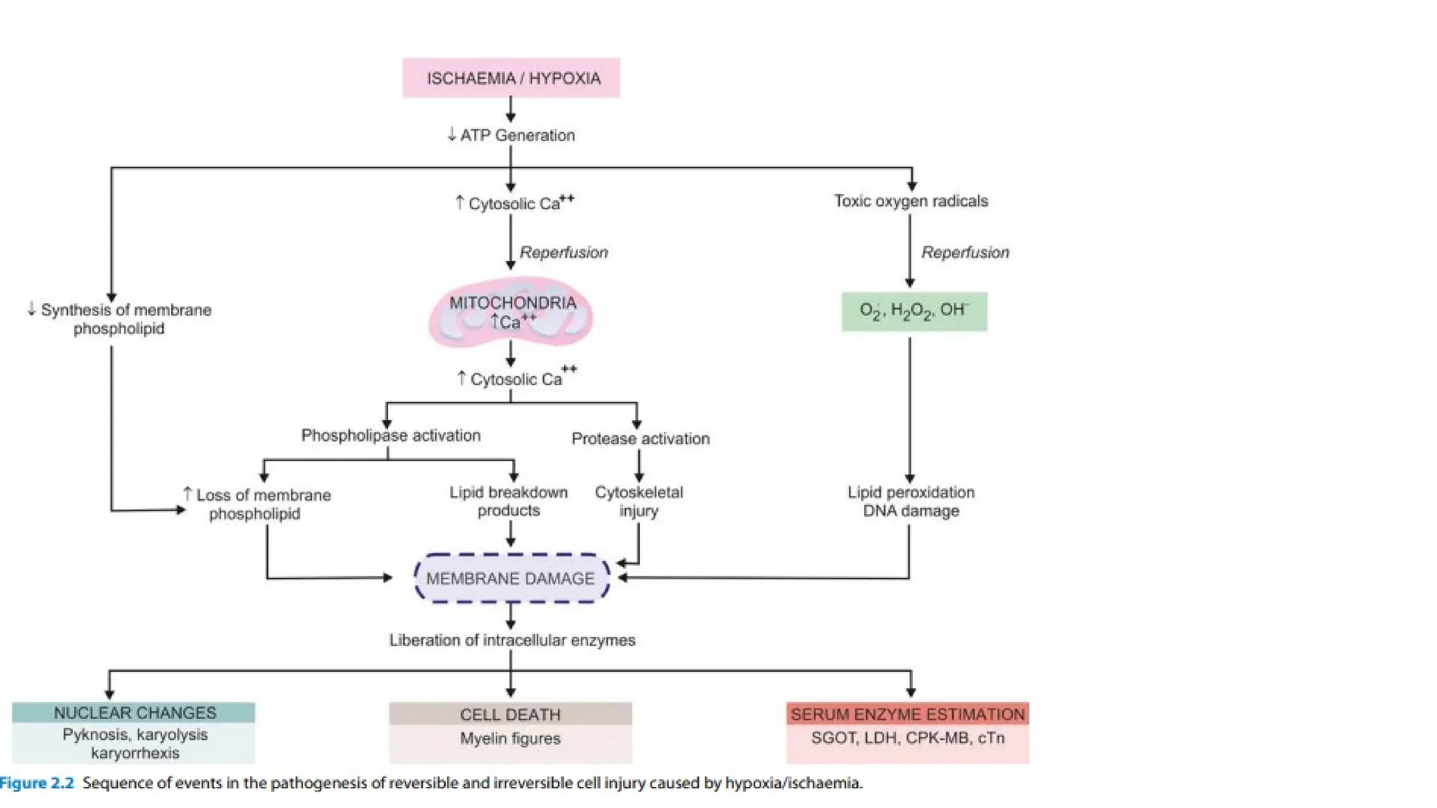 Cell_Injury_etiology and Pathophysiology.pptx