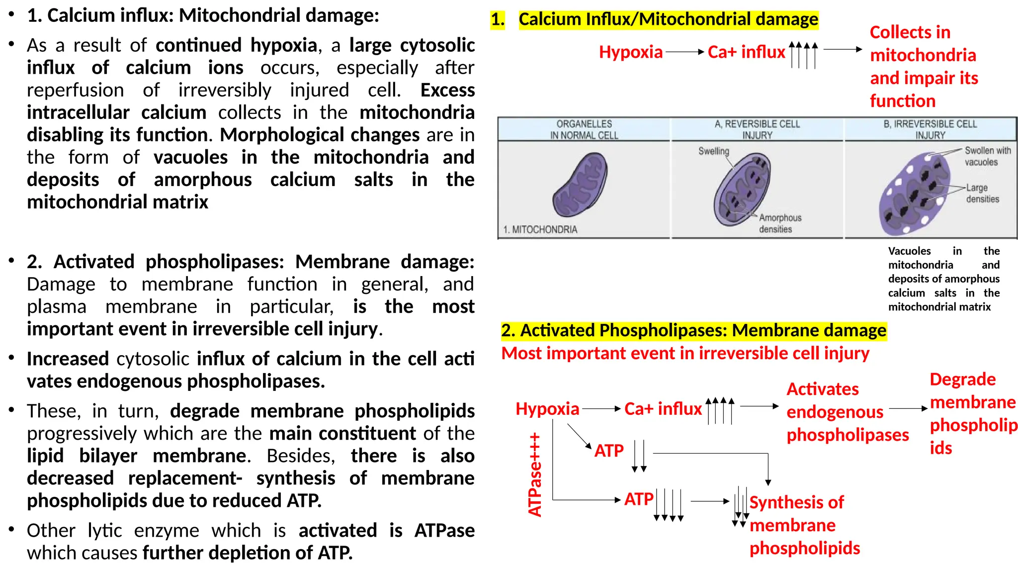 Cell_Injury_etiology and Pathophysiology.pptx