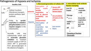 Cell_Injury_etiology and Pathophysiology.pptx