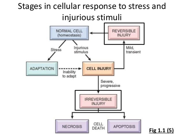 Cell injury handouts 14 9-2016