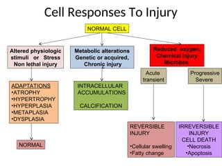 cell injury introduction & mechanisms for medicos | PPT