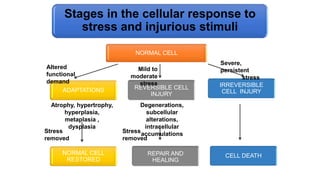 CELL INJURY | PPTX