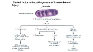 CELL INJURY | PPTX