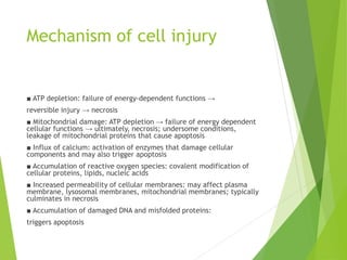 CELL INJURY NEW.pathology of cell injury .pptx
