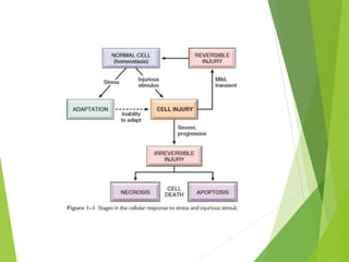 CELL INJURY NEW.pathology of cell injury .pptx