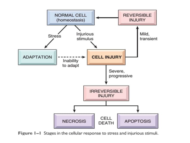 Cell injury part 1 | PPT