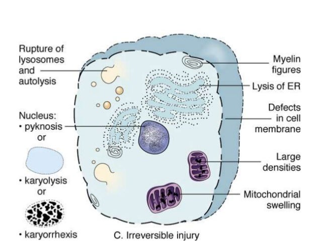 Cell injury part 1