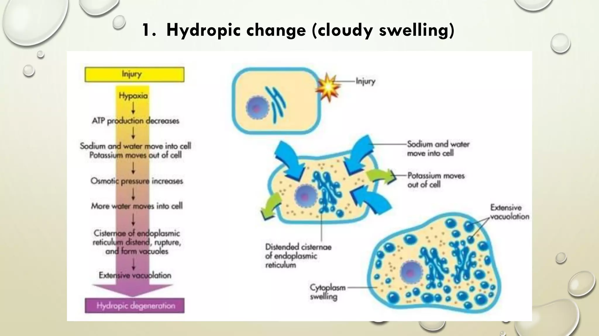 Cell injury pathophysiology | PDF