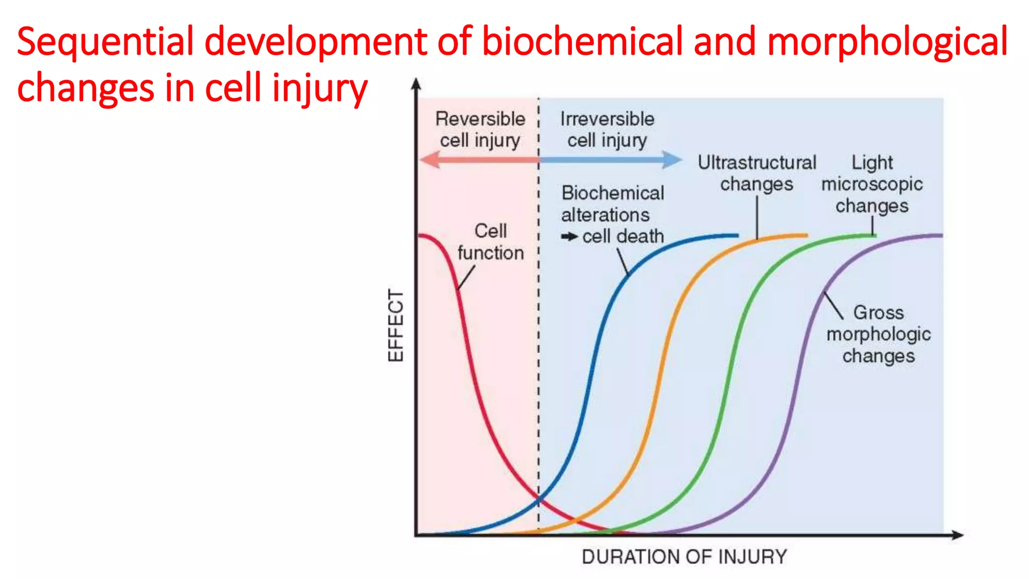 Cell injury pathology | PPTX