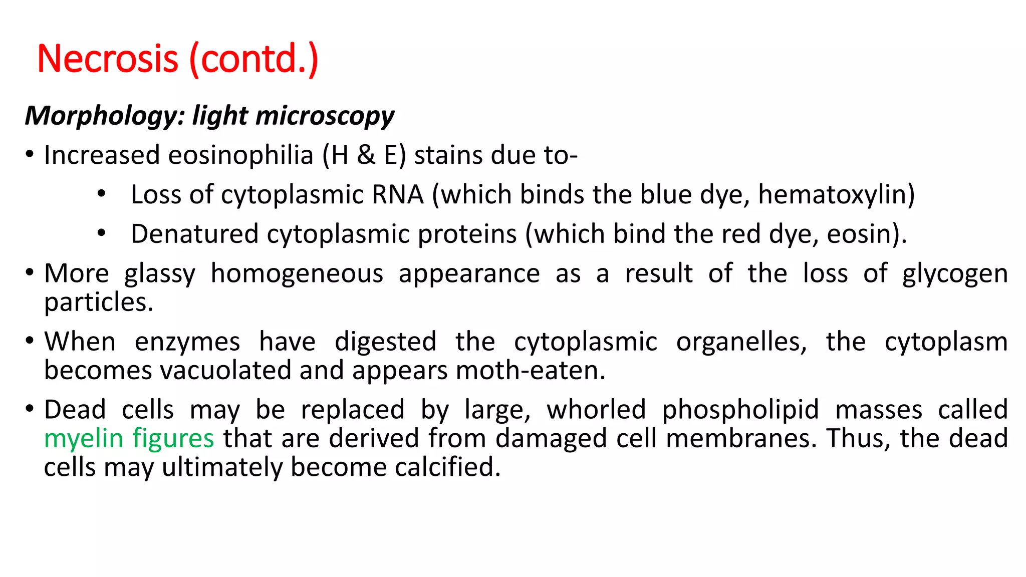 Cell injury pathology | PPTX
