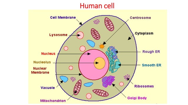 Cell injury pathology | PPTX