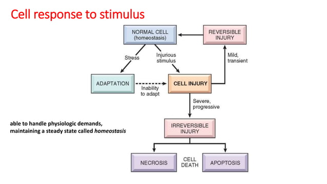 Cell injury pathology | PPTX