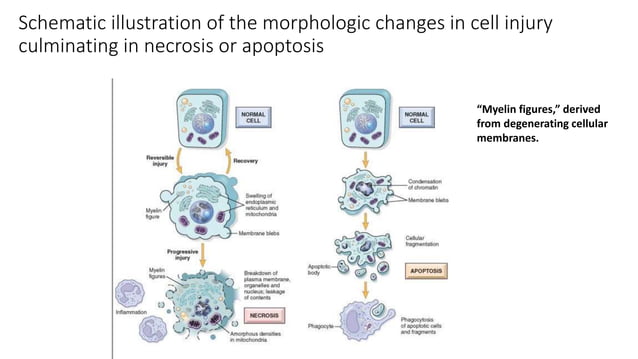 Cell injury pathology | PPTX