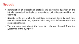 Cell injury pathology | PPTX