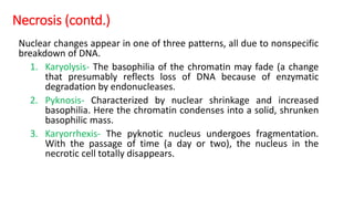 Cell injury pathology | PPTX