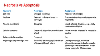 Cell injury pathology | PPTX