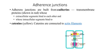 Cell interactions and signal transduction | PPT