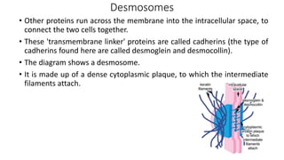 Cell interactions and signal transduction | PPT