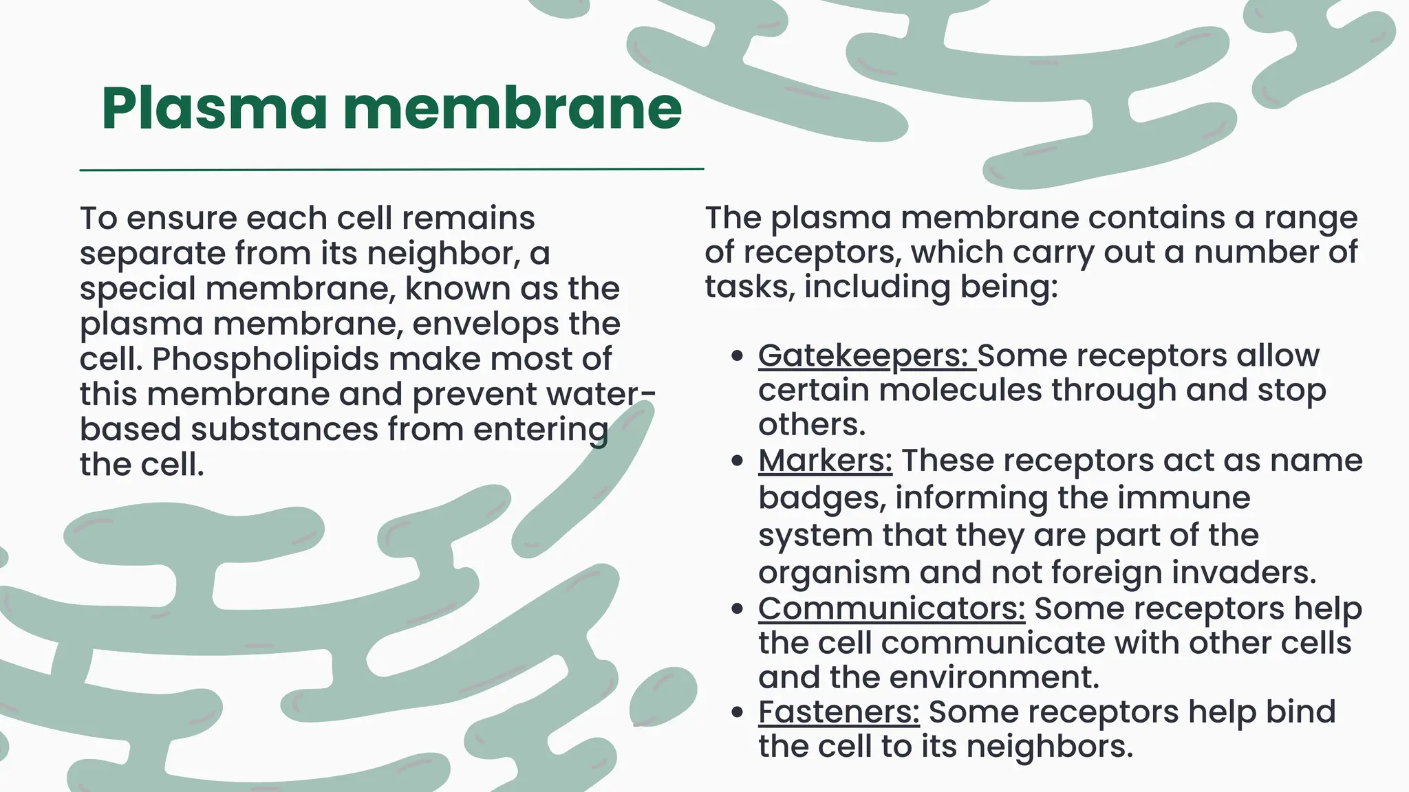 Introduction to Cell: Its Main Parts and Human Cell | PPT