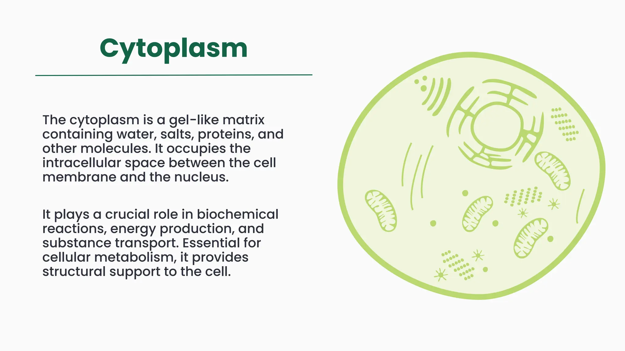 Introduction to Cell: Its Main Parts and Human Cell | PPT