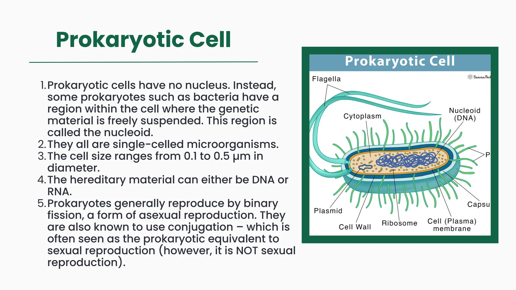 Introduction to Cell: Its Main Parts and Human Cell | PPT