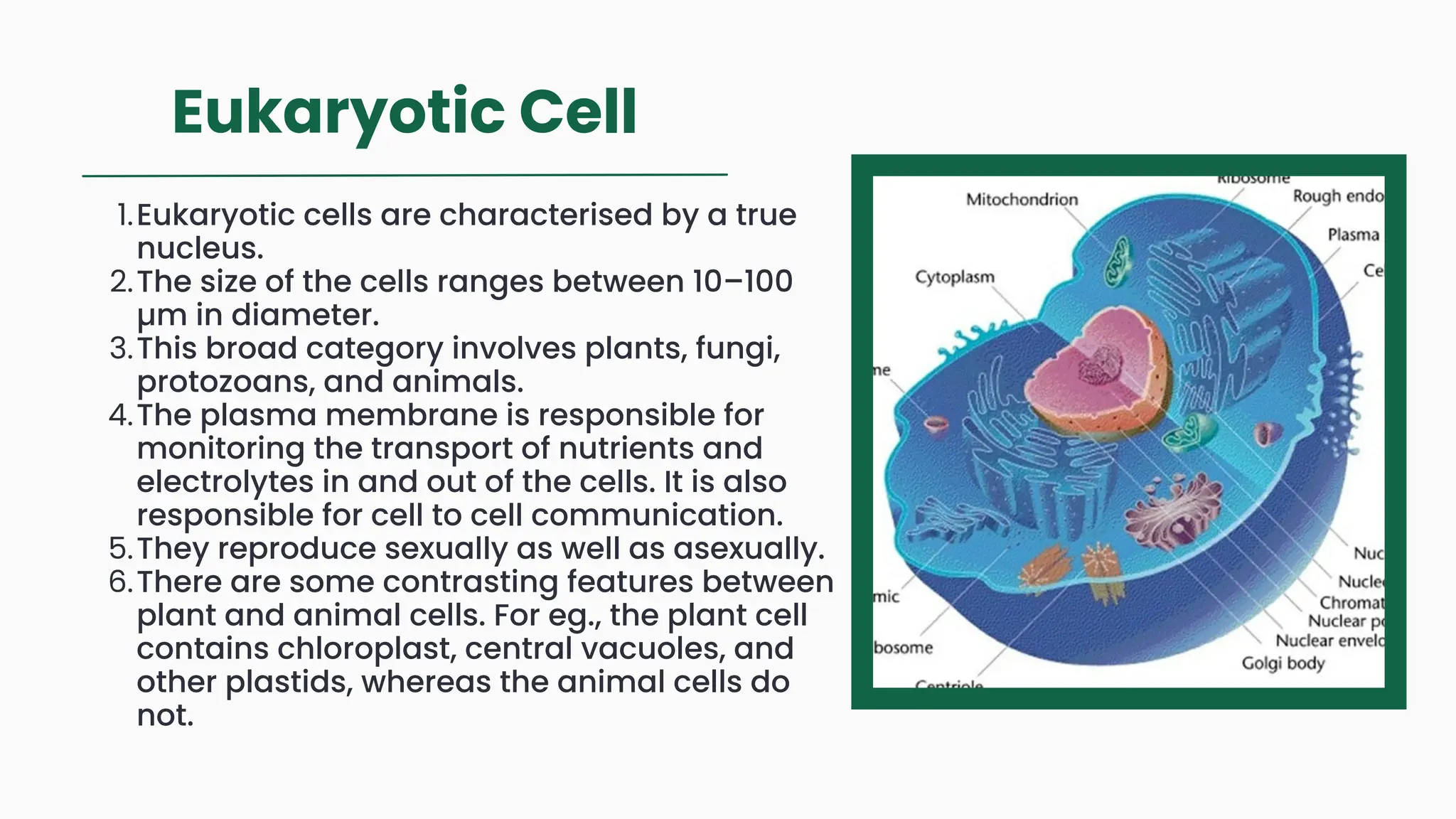 Introduction to Cell: Its Main Parts and Human Cell | PPT