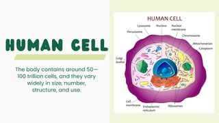 Introduction to Cell: Its Main Parts and Human Cell | PPT