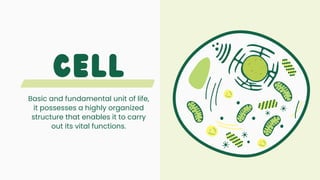 Introduction to Cell: Its Main Parts and Human Cell | PPT