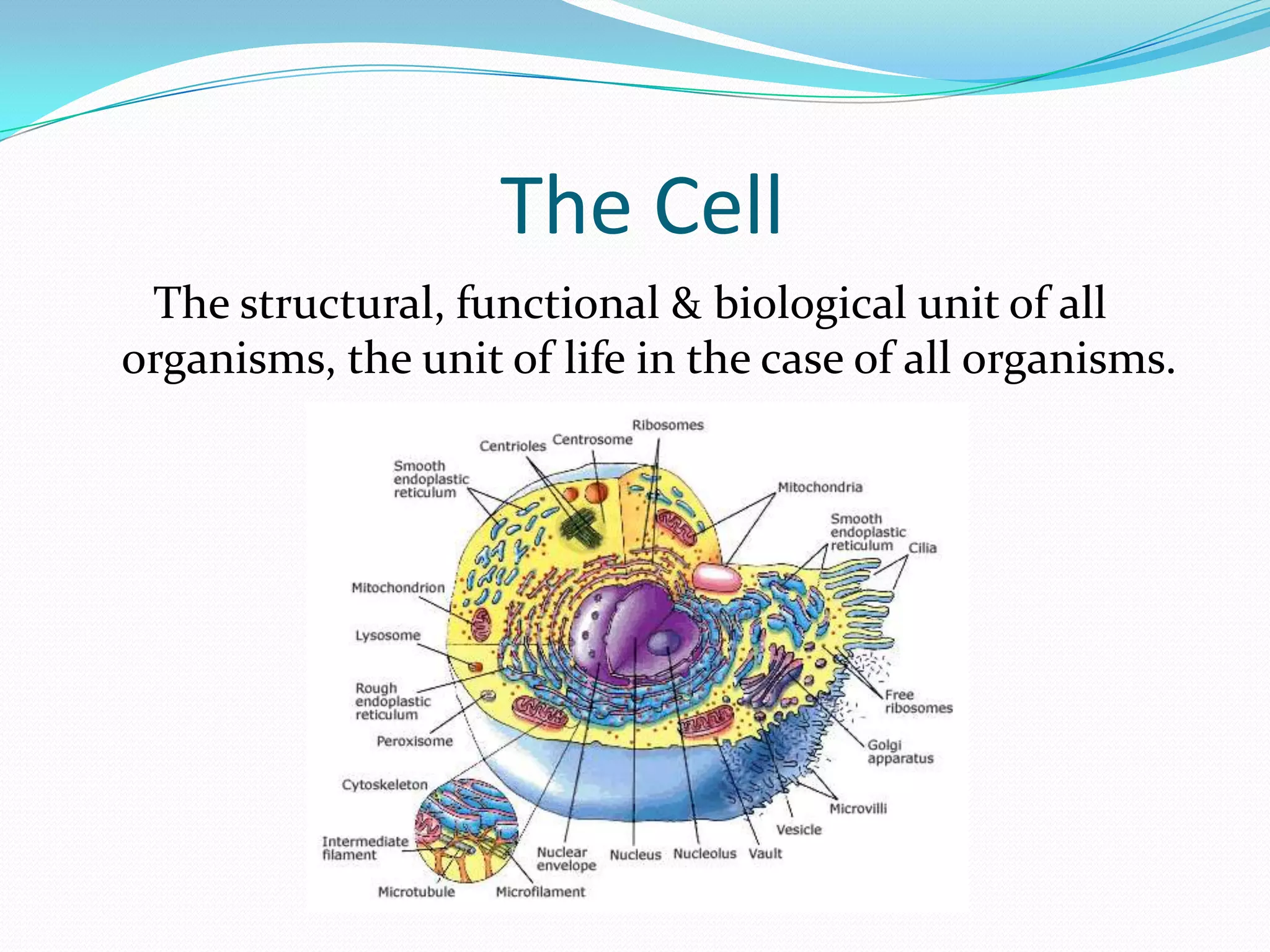 Cell Introduction and Cell Differentiation | PPTX
