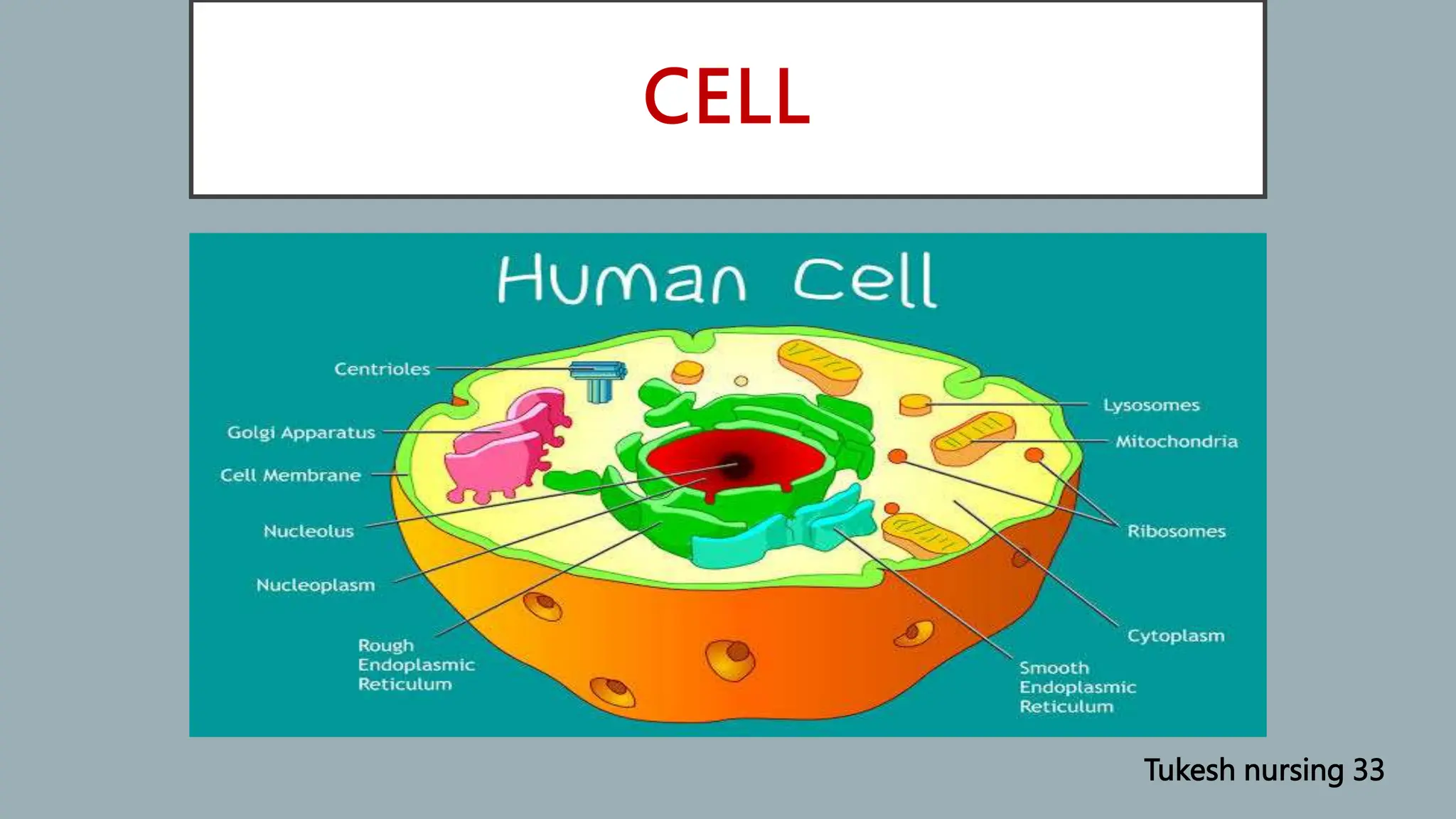 Cell introduction, definition , structure and function , slide share .pptx