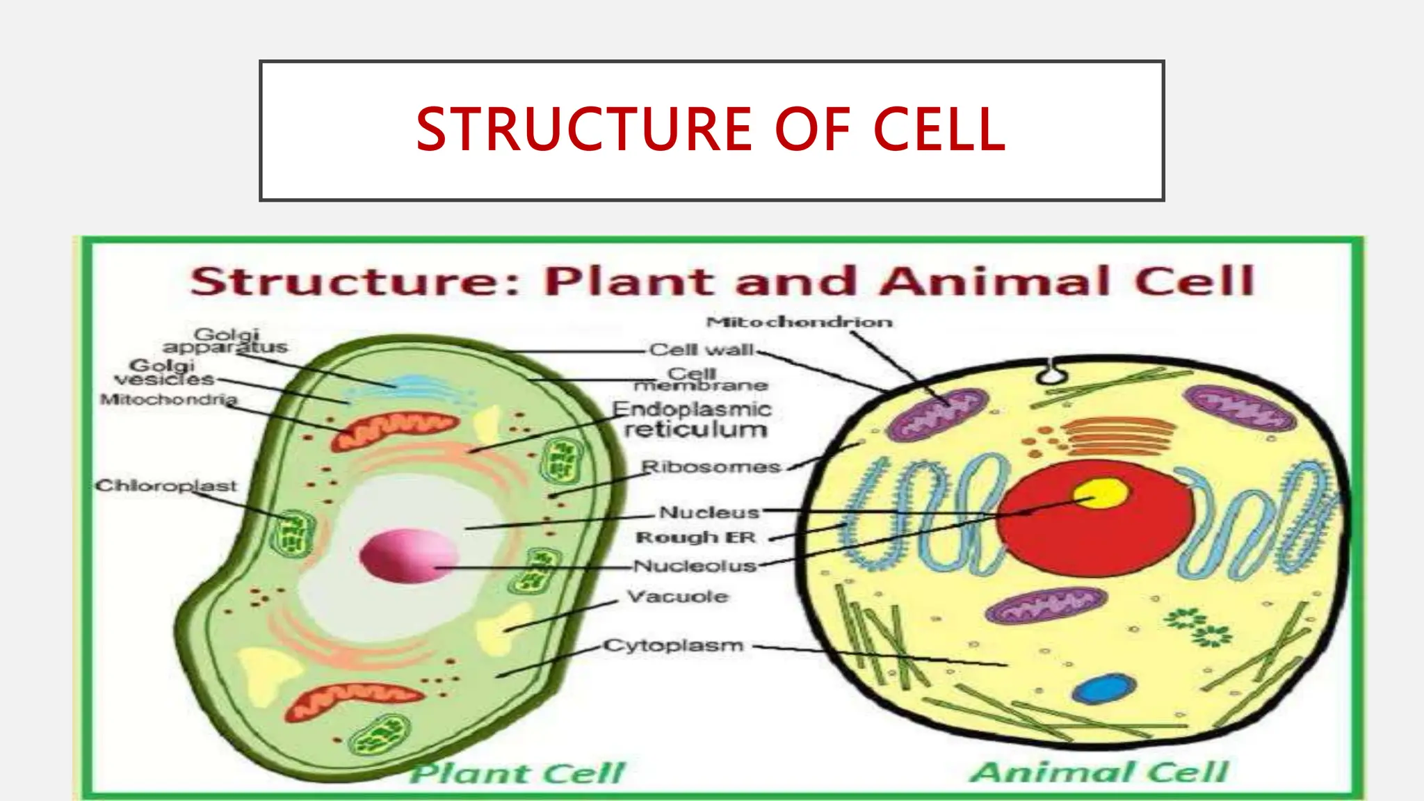 Cell introduction, definition , structure and function , slide share .pptx