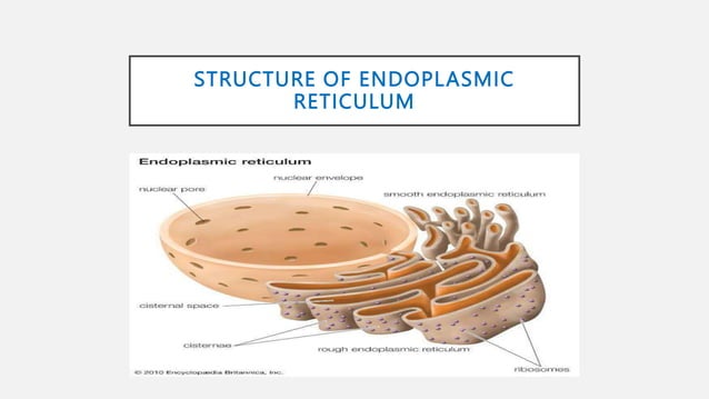 Cell introduction, definition , structure and function , slide share .pptx