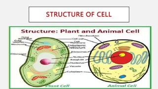 Cell introduction, definition , structure and function , slide share .pptx