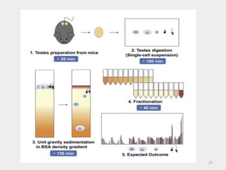 cell isolation and cell isolation methods | PPT
