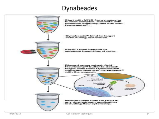 Cell isolation technique | PPTX