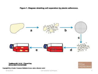 Cell isolation technique | PPTX